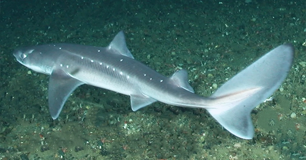 Spiny Dogfish Sharks in North Carolina: Complete Guide