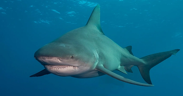 Bull Sharks in North Carolina: Complete Guide