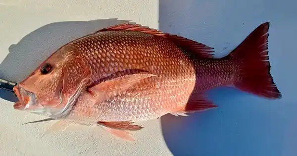 Red Snapper Season in North Carolina (NC Rules & Updates)