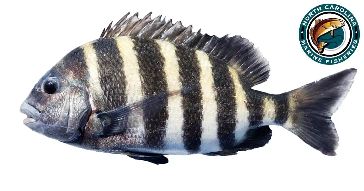 NC Sheepshead Regulations (2026 Update)